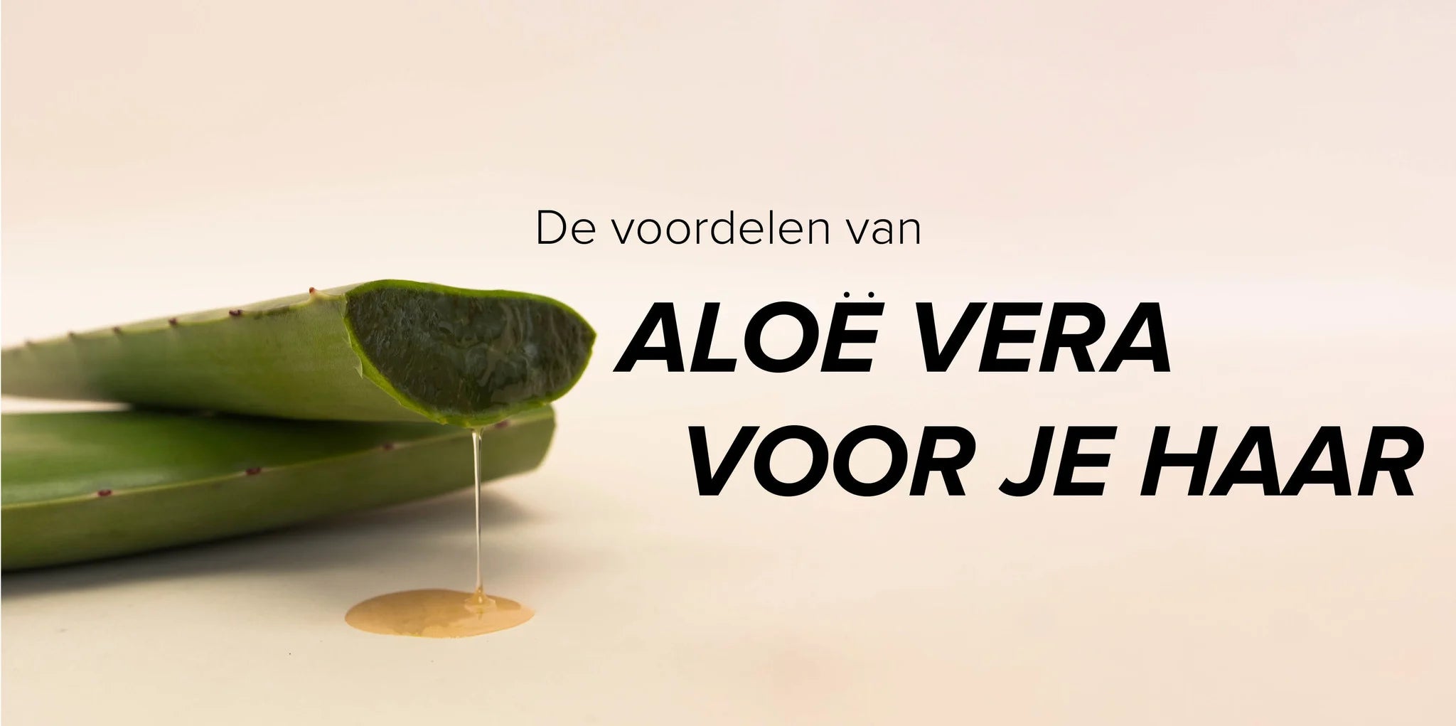De voordelen van aloë vera voor je haar – Insiders Hair